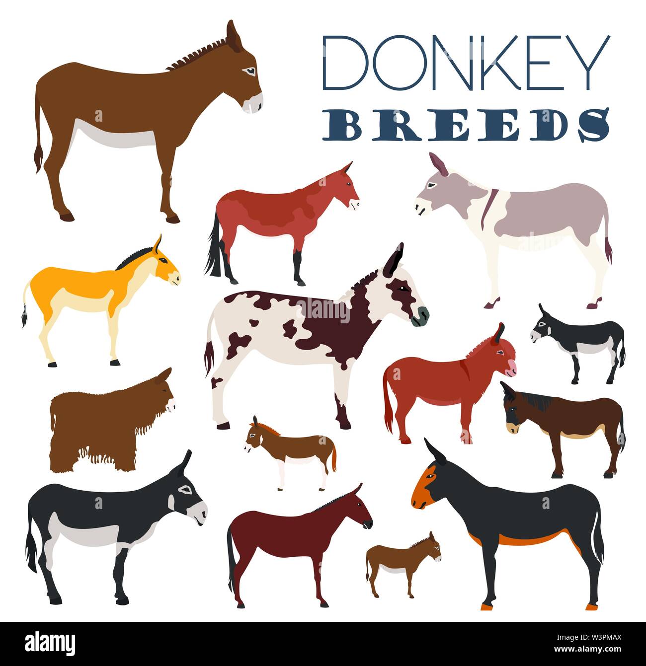 Donkey breeds icon set. Animal farming. Flat design. Vector ...