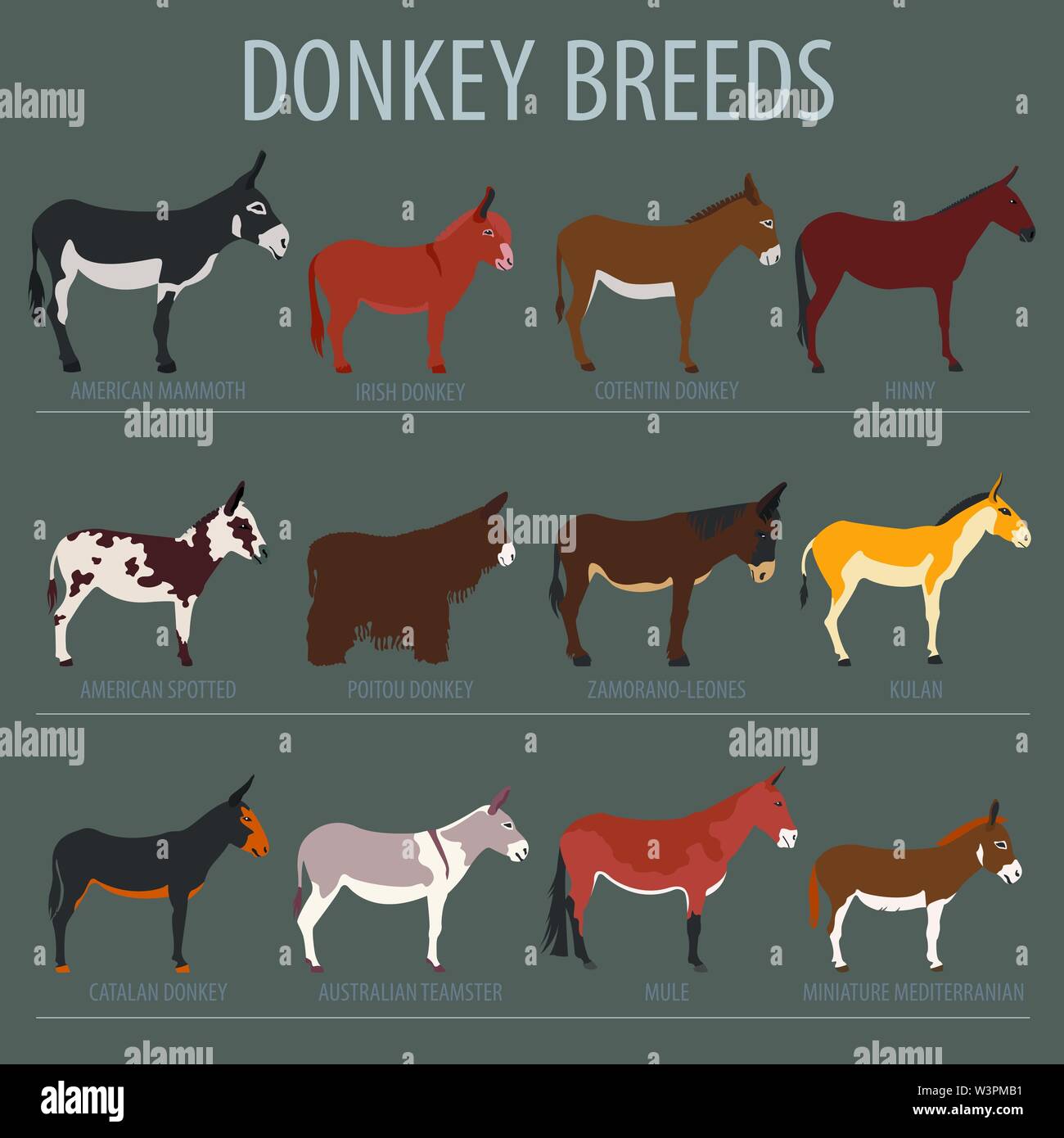 Donkey breeds icon set. Animal farming. Flat design. Vector ...