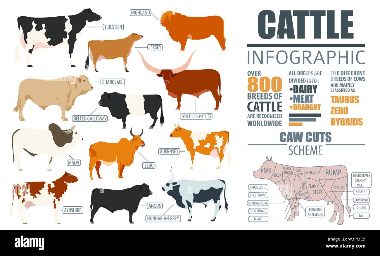Cattle breeding farming infographic template. Flat design. Vector ...