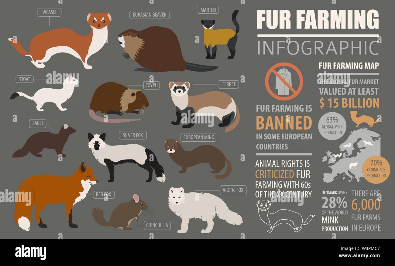 Fur farming infographic template. Flat design. Vector illustration ...
