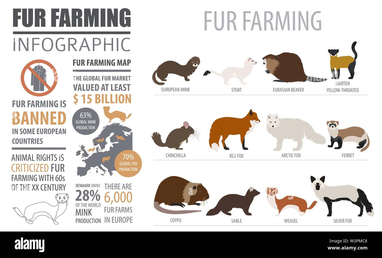 Fur farming infographic template. Flat design. Vector illustration ...