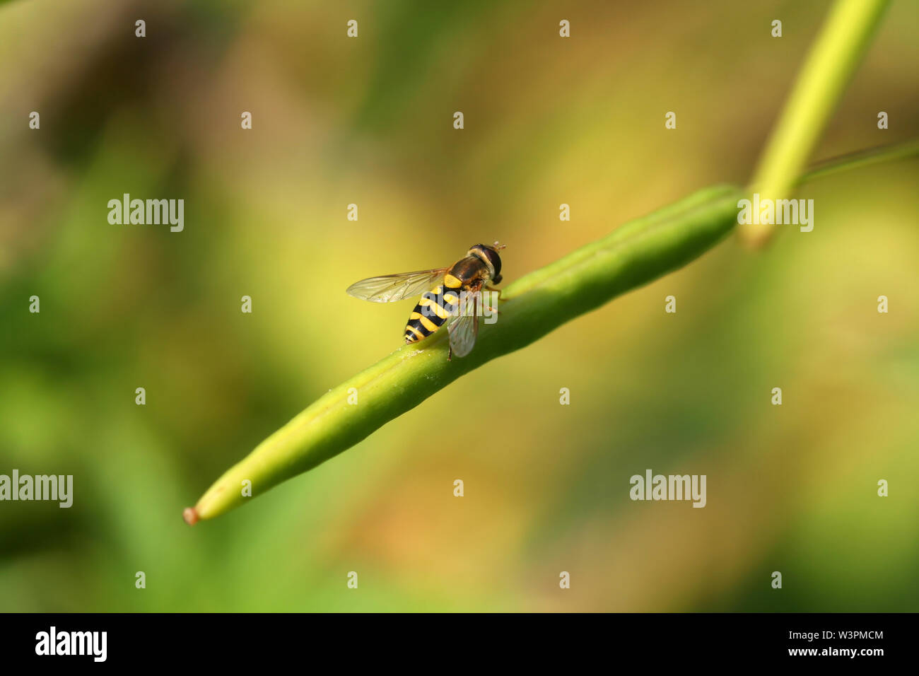 Plant pod hi-res stock photography and images - Alamy