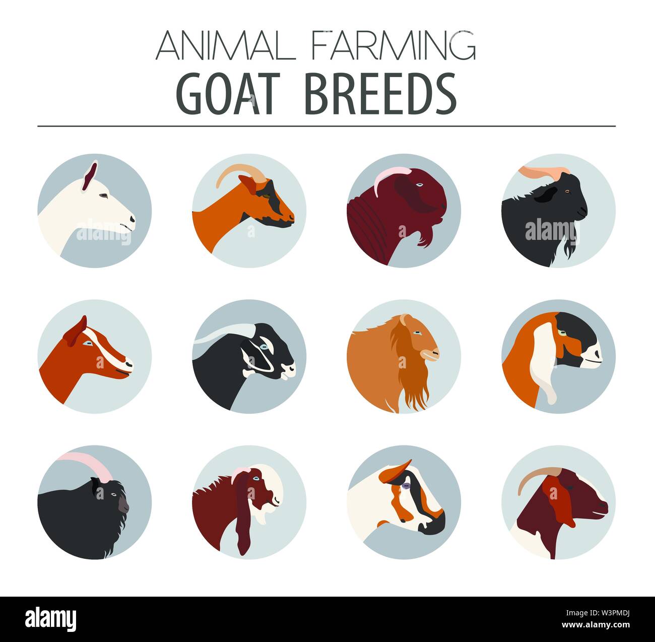 Goat breeds icon set. Animal farming. Flat design. Vector illustration ...