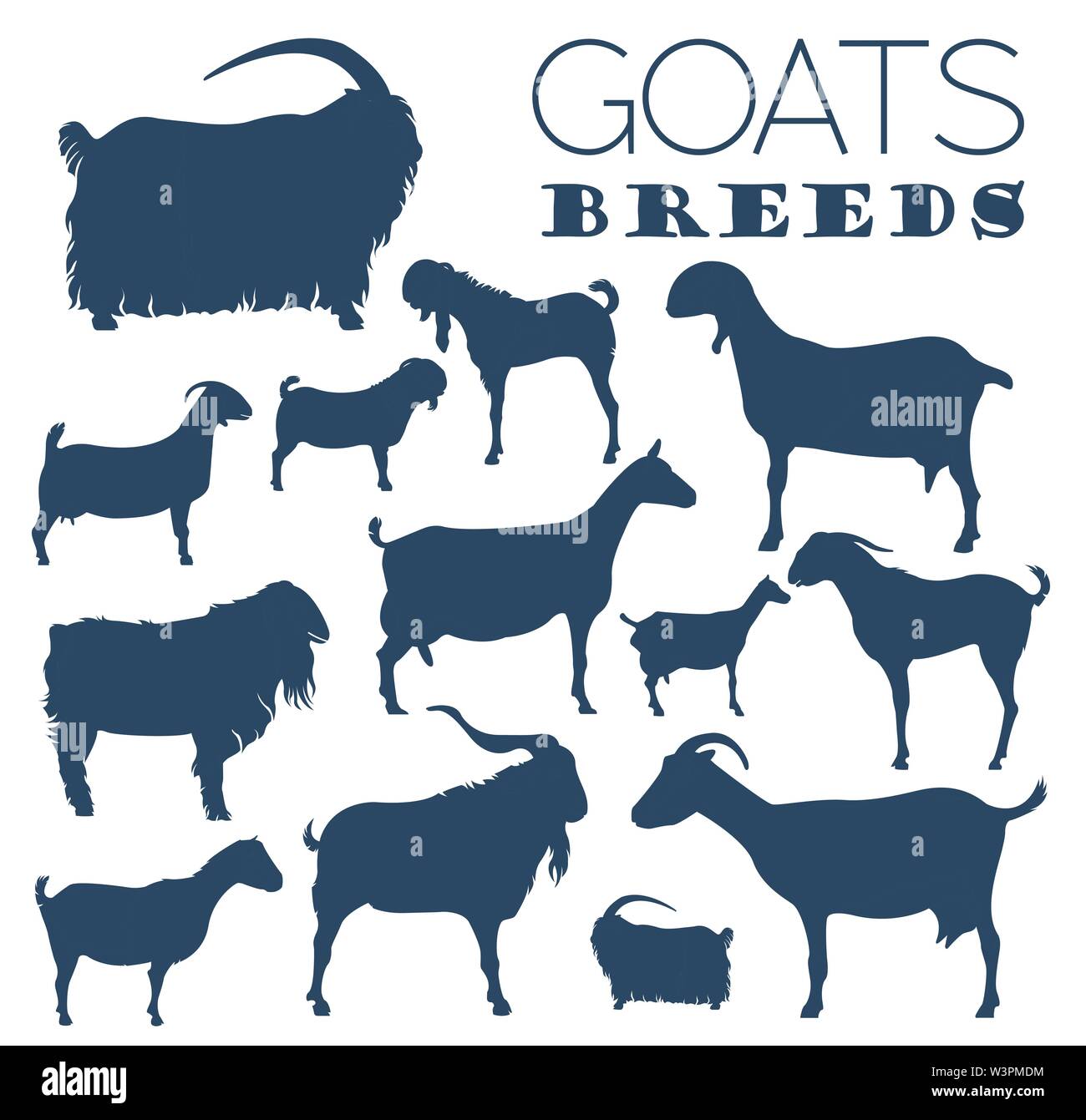 Black bengal goat Stock Vector Images - Alamy