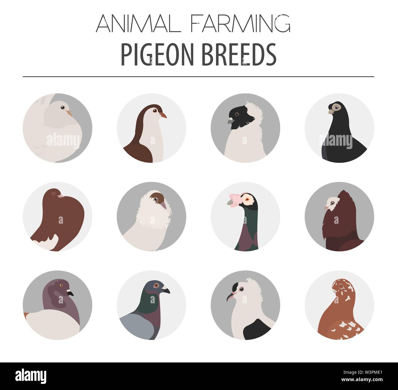Poultry farming. Pigeon breeds icon set. Flat design. Vector ...