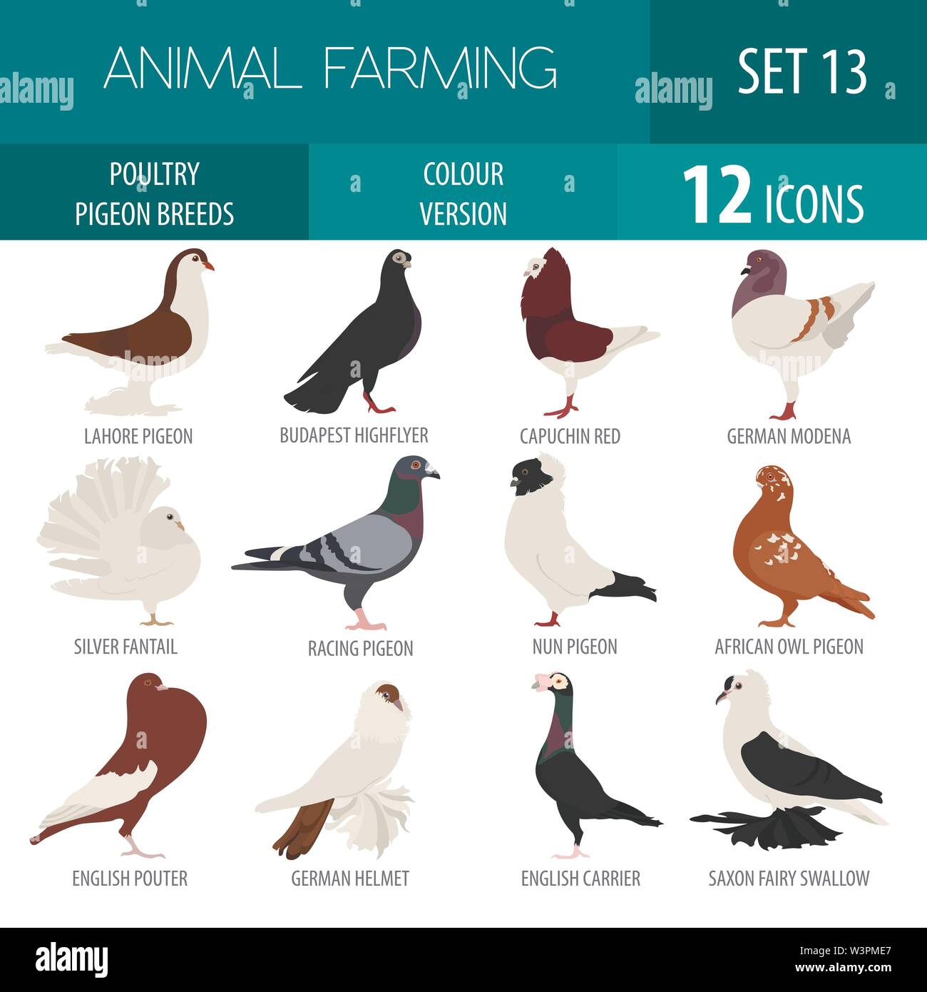 Poultry farming. Pigeon breeds icon set. Flat design. Vector ...