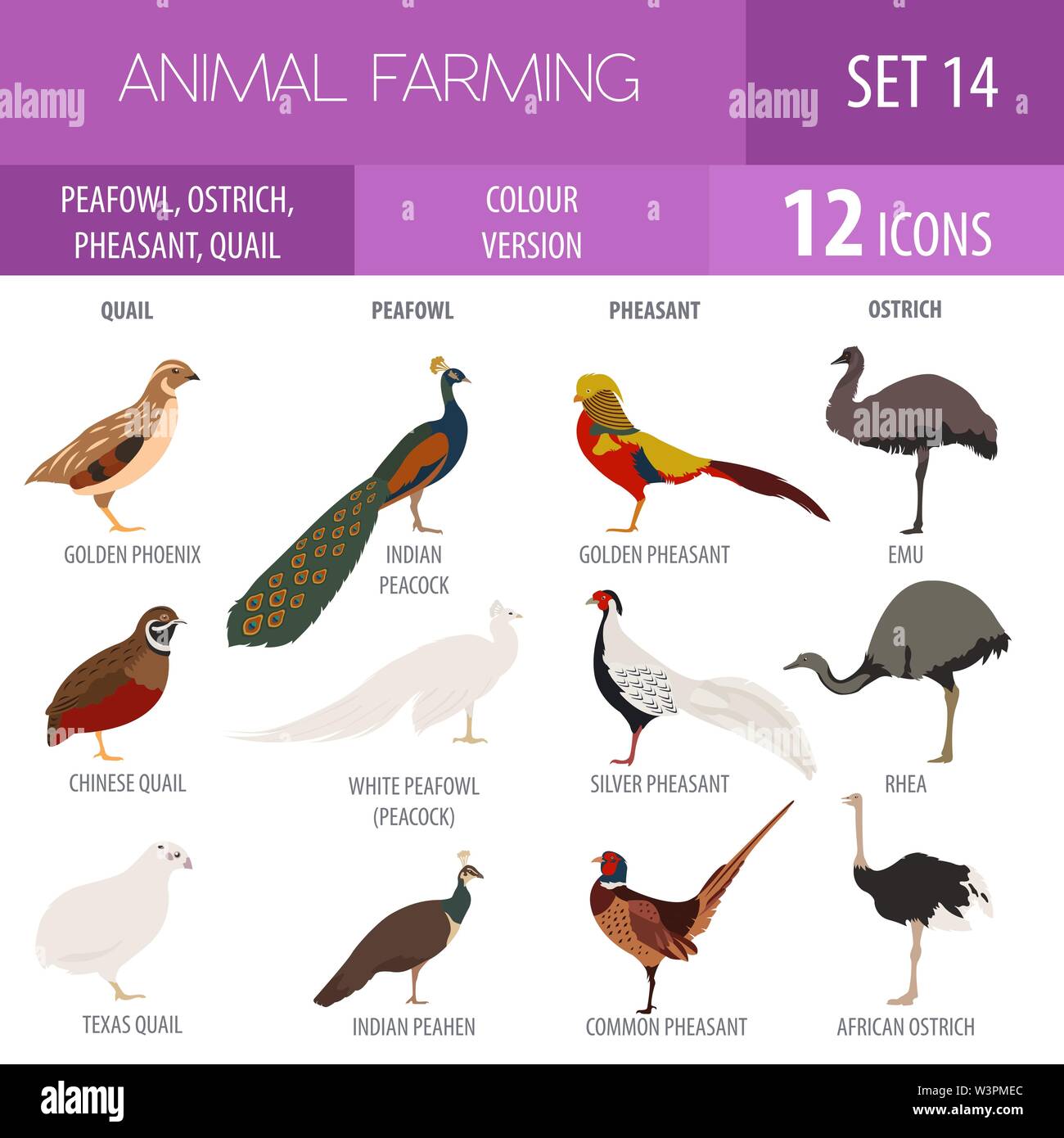 Poultry farming. Peafowl, ostrich, pheasant, quail breeds icon set ...