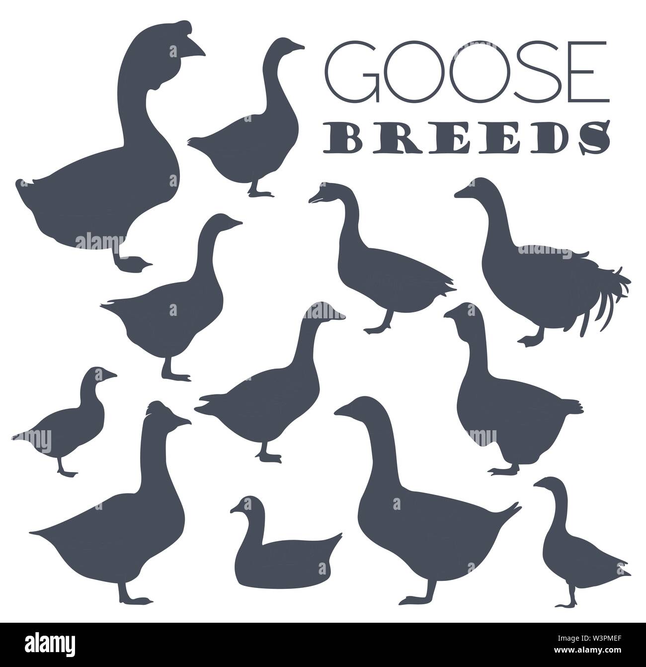 Poultry farming. Goose breeds icon set. Flat design. Vector ...