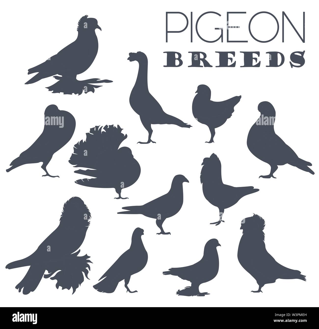 Poultry farming. Pigeon breeds icon set. Flat design. Vector ...