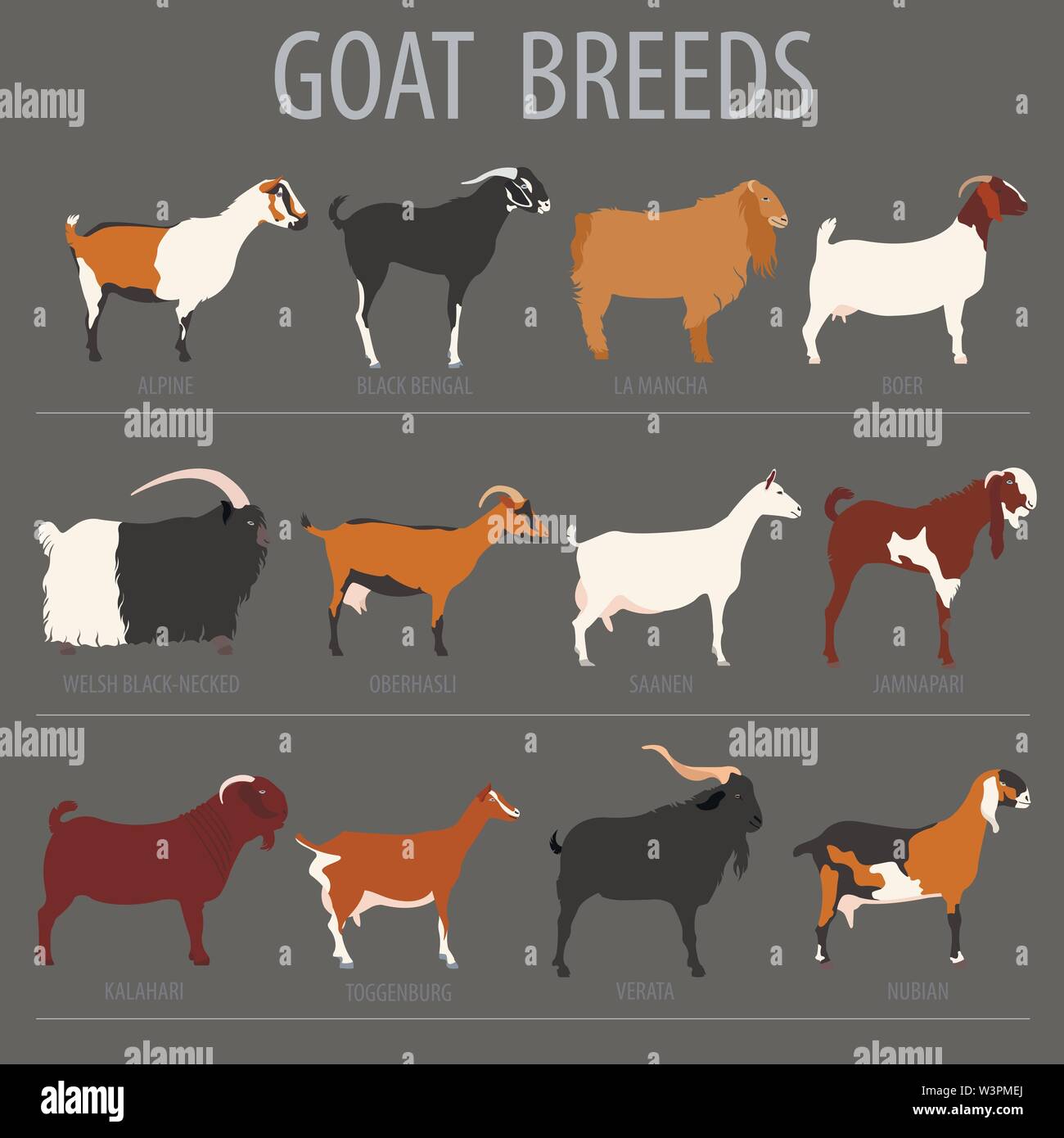 Goat breeds icon set. Animal farming. Flat design. Vector illustration ...