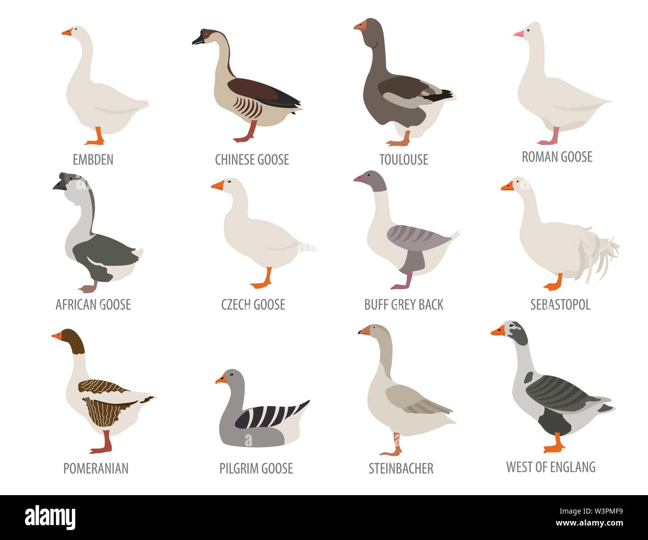 Poultry farming. Goose breeds icon set. Flat design. Vector ...