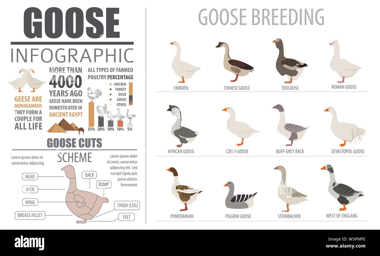 Poultry farming infographic hi-res stock photography and images - Alamy