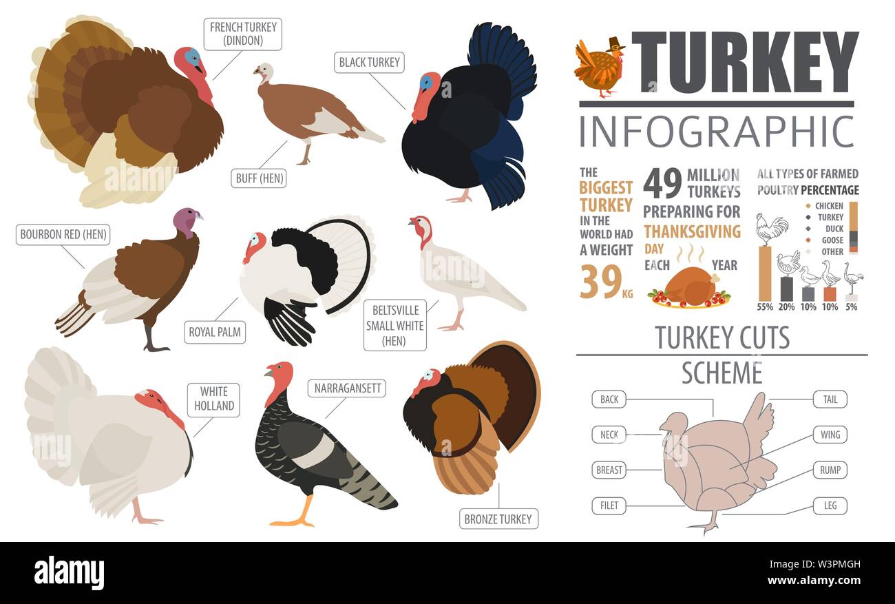 Poultry farming infographic template. Turkey breeding. Flat design ...