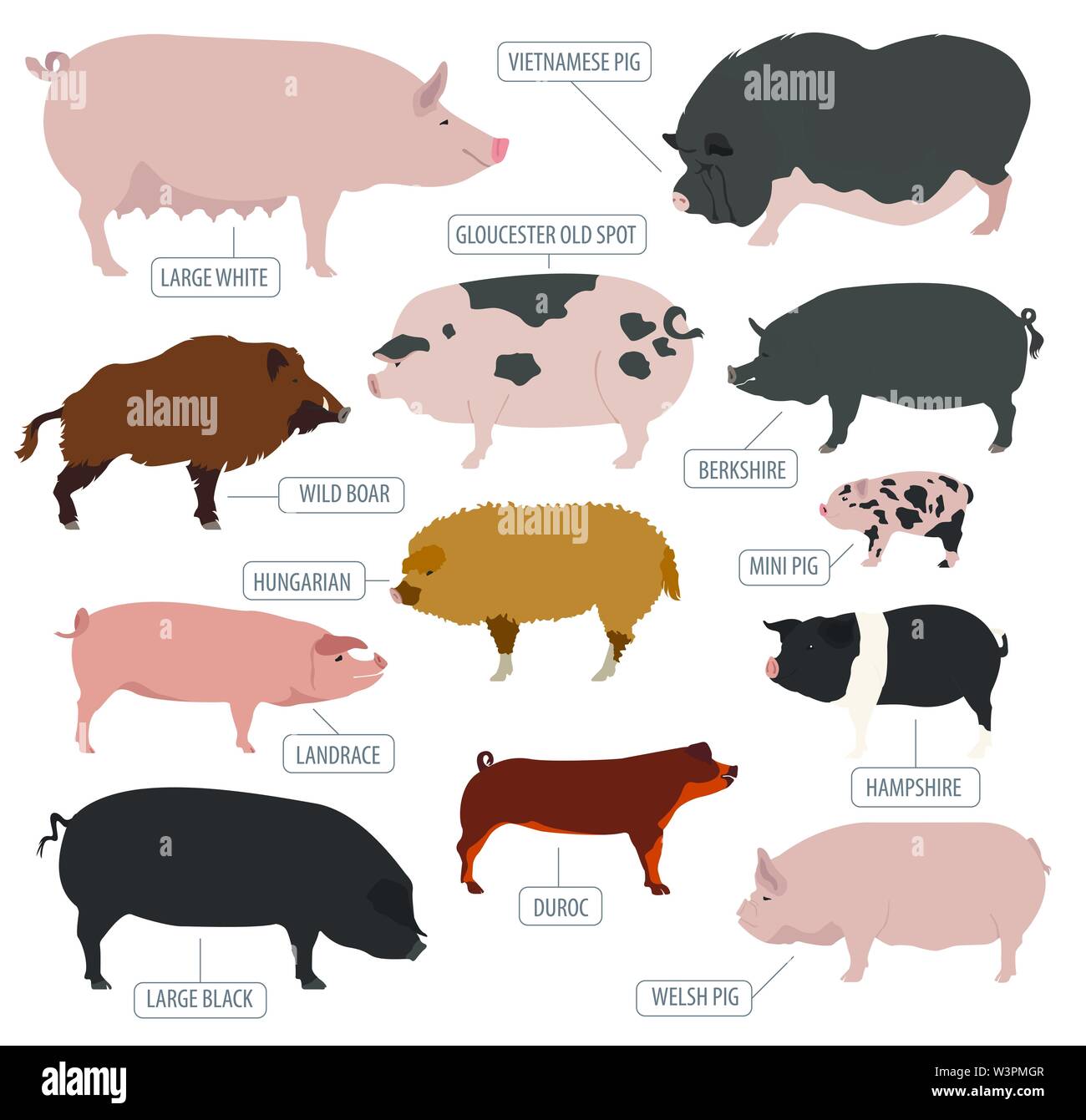 Pigs, hogs breed icon set. Flat design. Vector illustration Stock ...