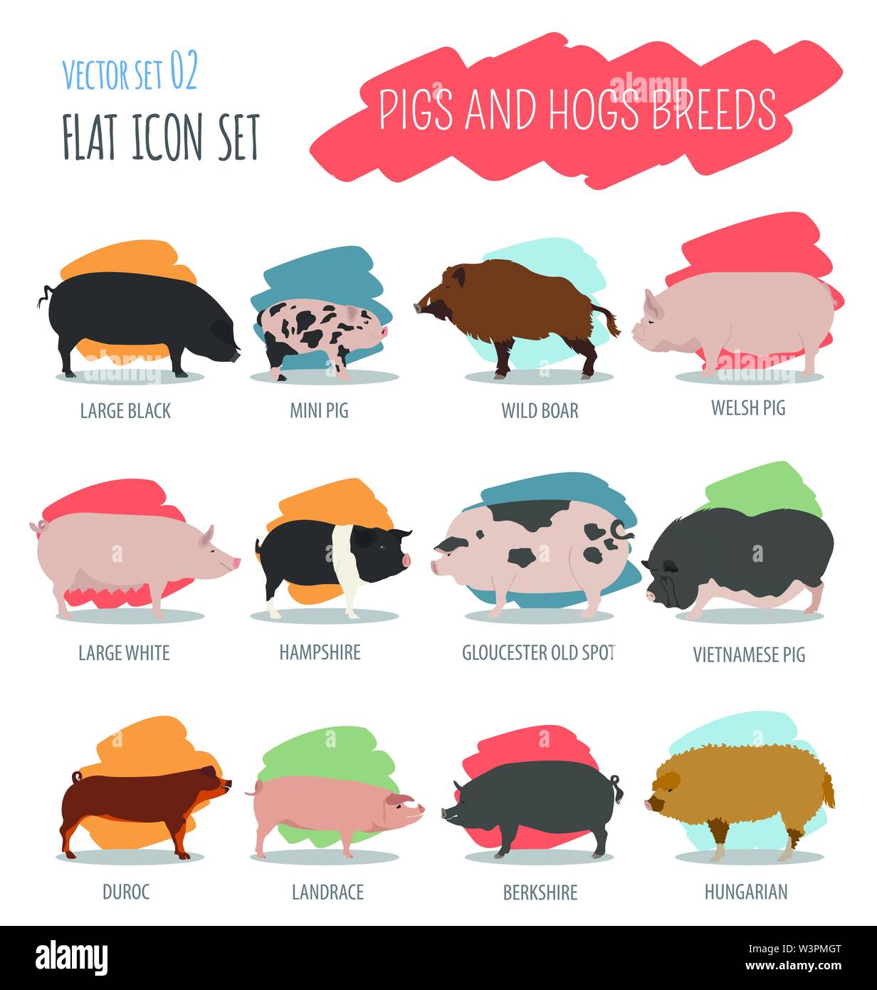 Pigs, hogs breed icon set. Flat design. Vector illustration Stock ...