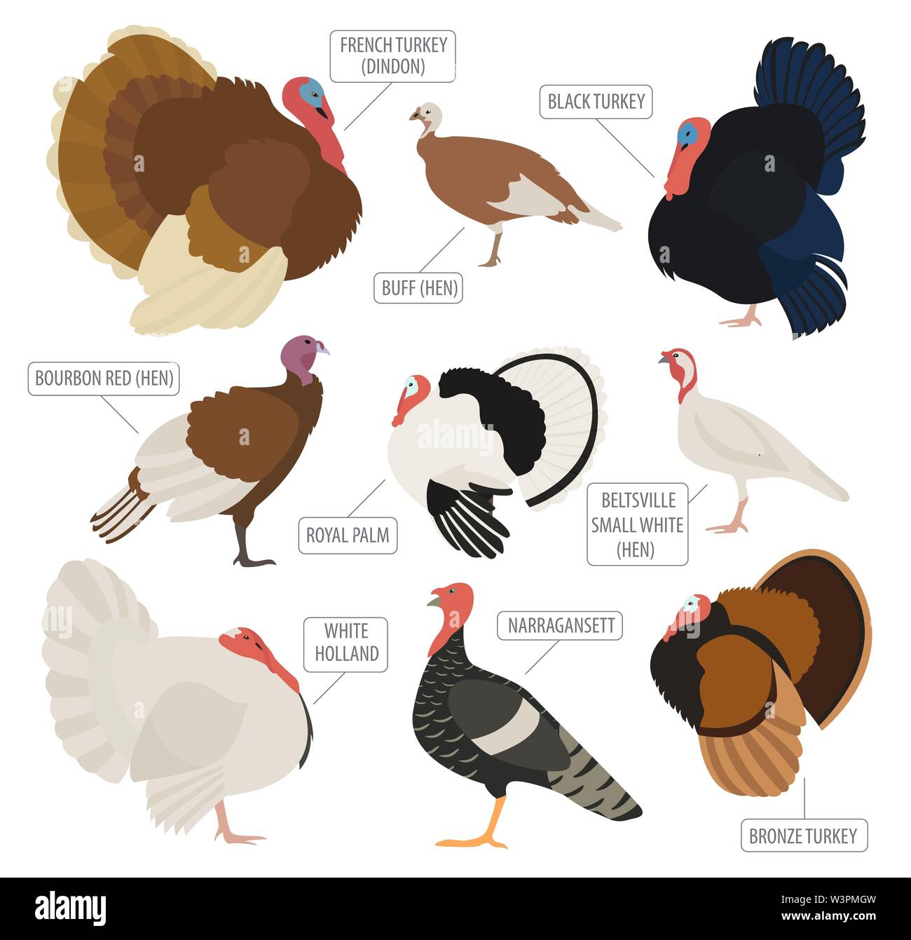 Poultry farming. Turkey breeds icon set. Flat design. Vector ...