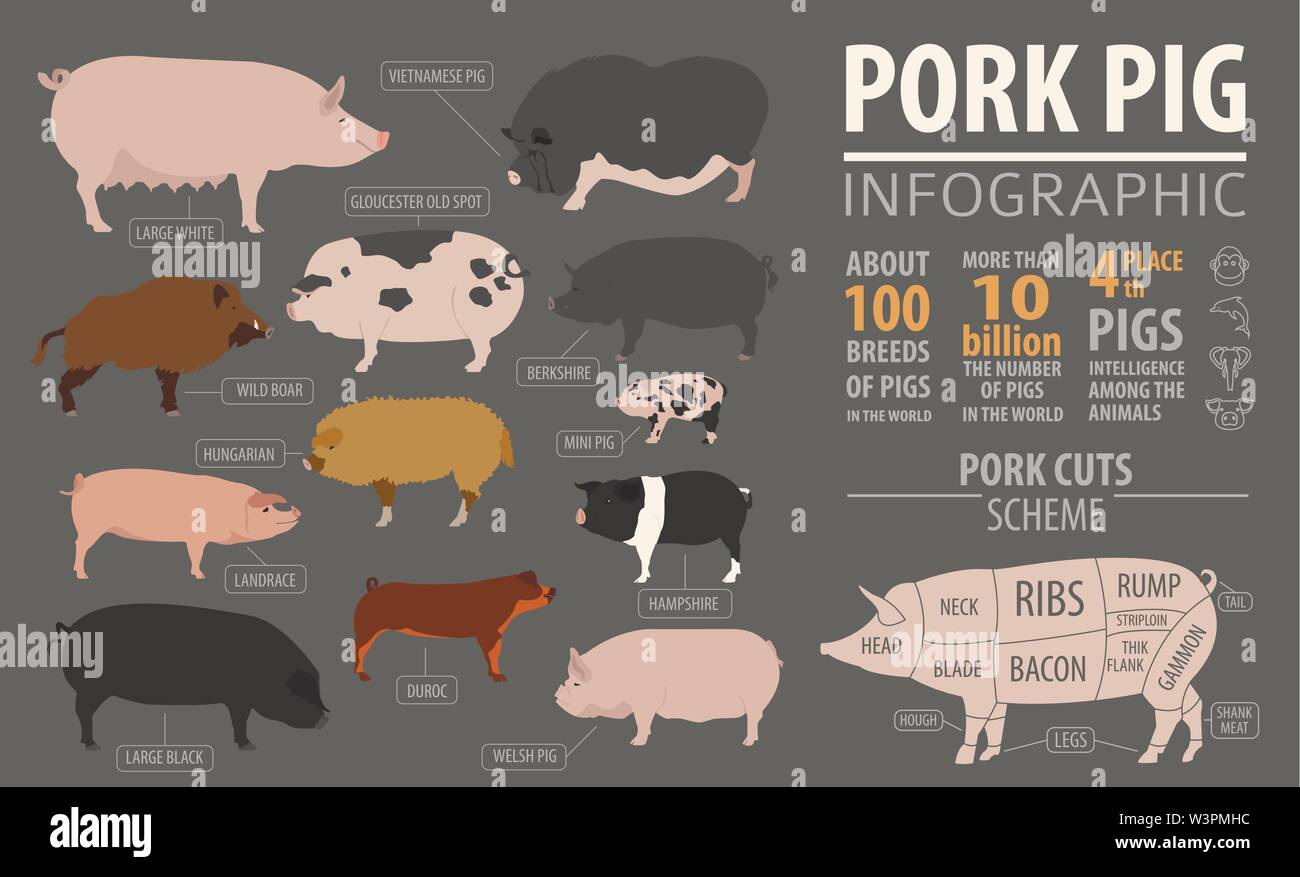 Wild hogs Stock Vector Images - Alamy