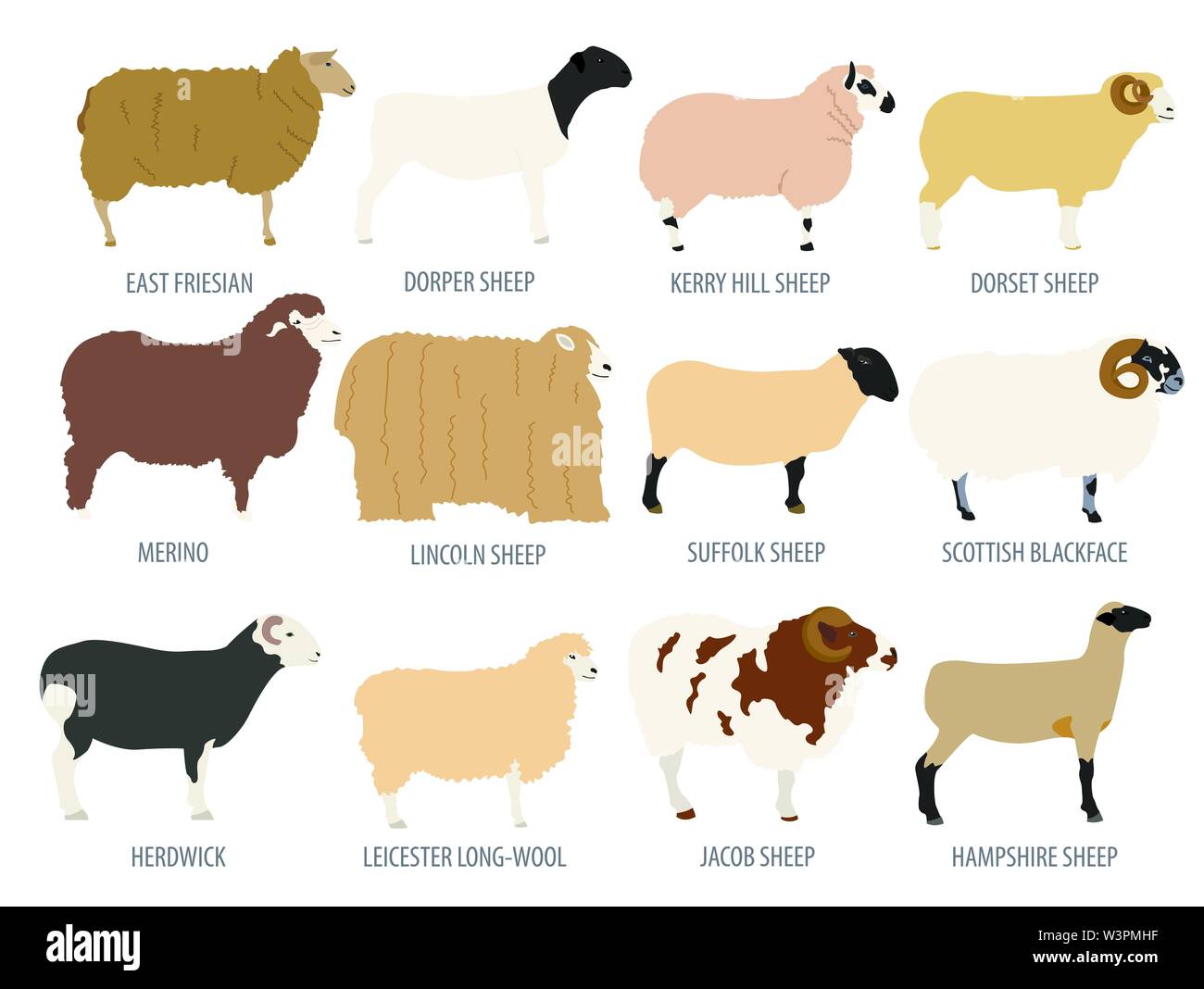 Sheep breed icon set. Farm animal. Flat design. Vector illustration ...