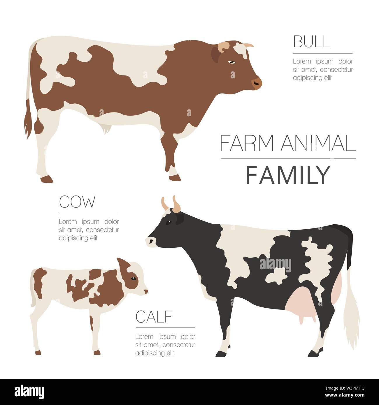 Calf chart Stock Vector Images - Alamy