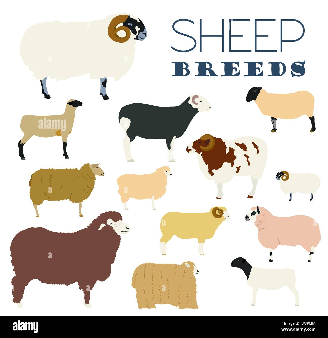 Lincoln sheep vector vectors hi-res stock photography and images - Alamy