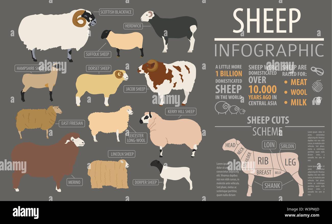 Sheep breed infographic template. Farm animal. Flat design. Vector ...