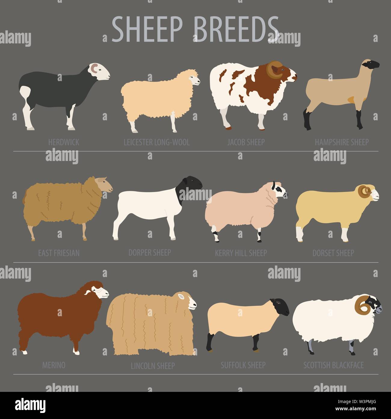 Sheep breed icon set. Farm animal. Flat design. Vector illustration ...