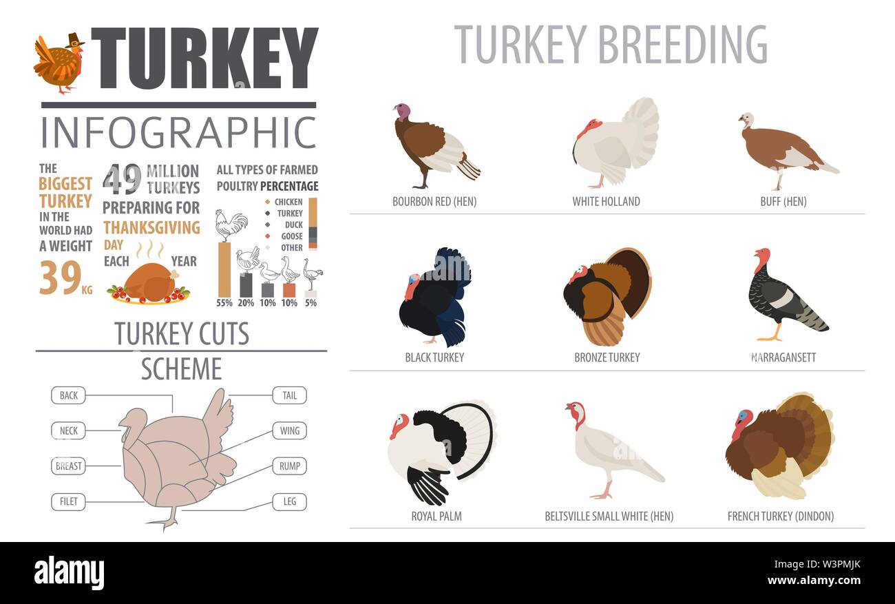 Poultry farming infographic template. Turkey breeding. Flat design ...