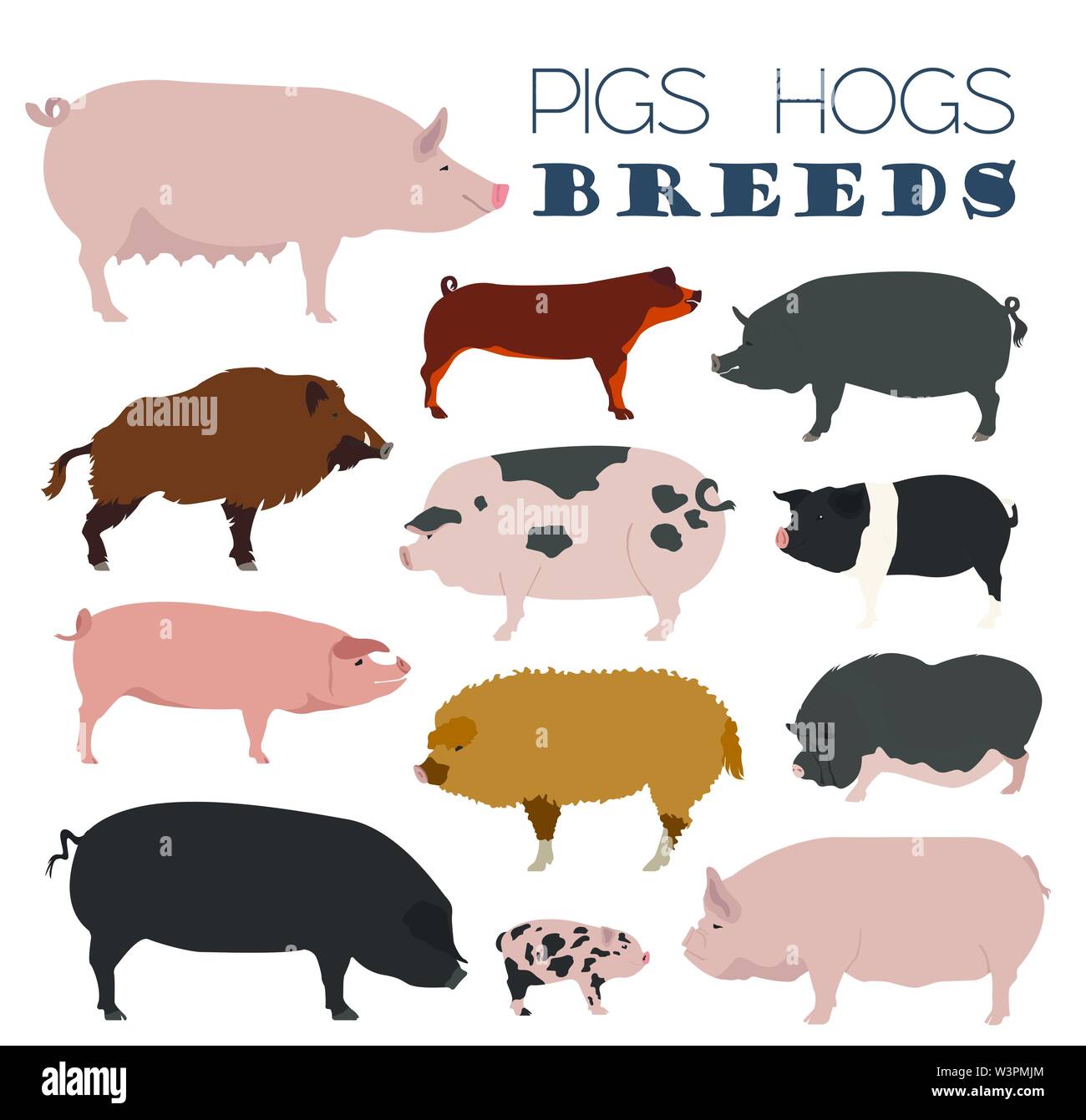 Pigs, hogs breed icon set. Flat design. Vector illustration Stock ...