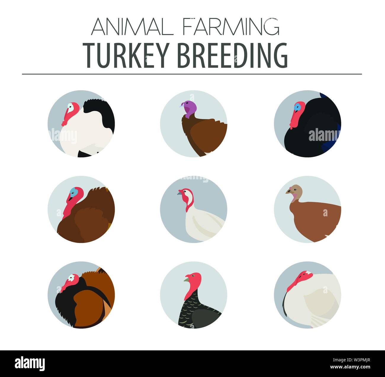Poultry farming. Turkey breeds icon set. Flat design. Vector ...
