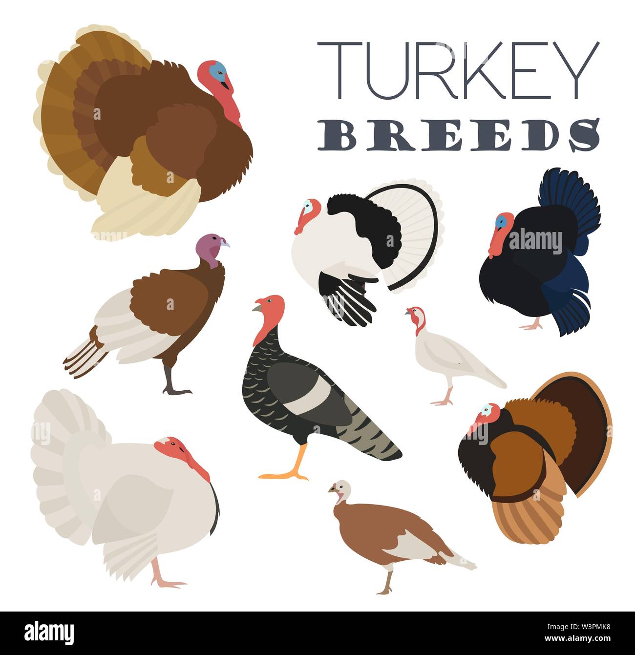 Poultry farming. Turkey breeds icon set. Flat design. Vector ...
