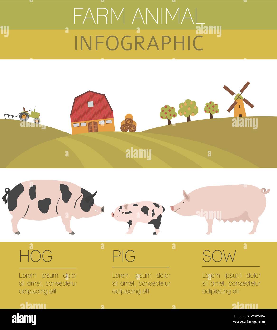 Pig farming infographic template. Hog, sow, pig family. Flat design ...