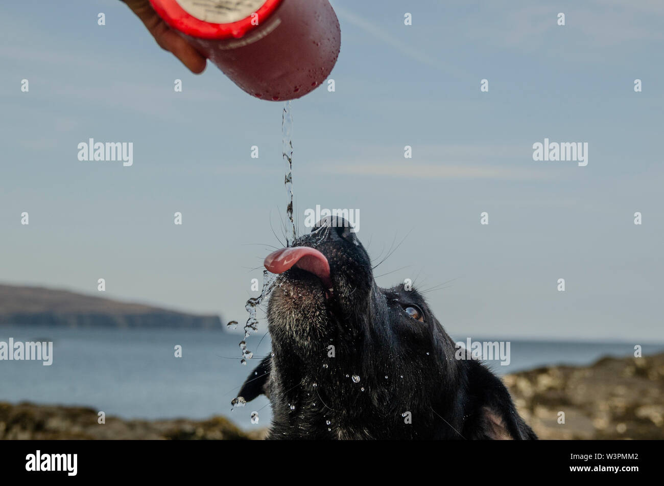 Dog hot water bottle hi-res stock photography and images - Alamy