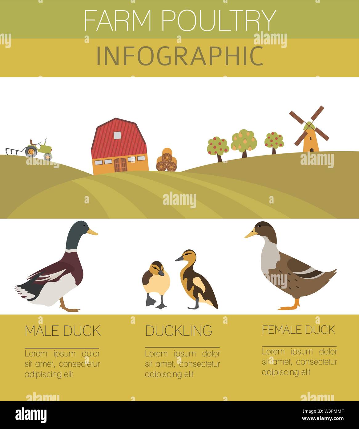 Poultry farming. Duck family isolated on white. Flat design. Vector ...