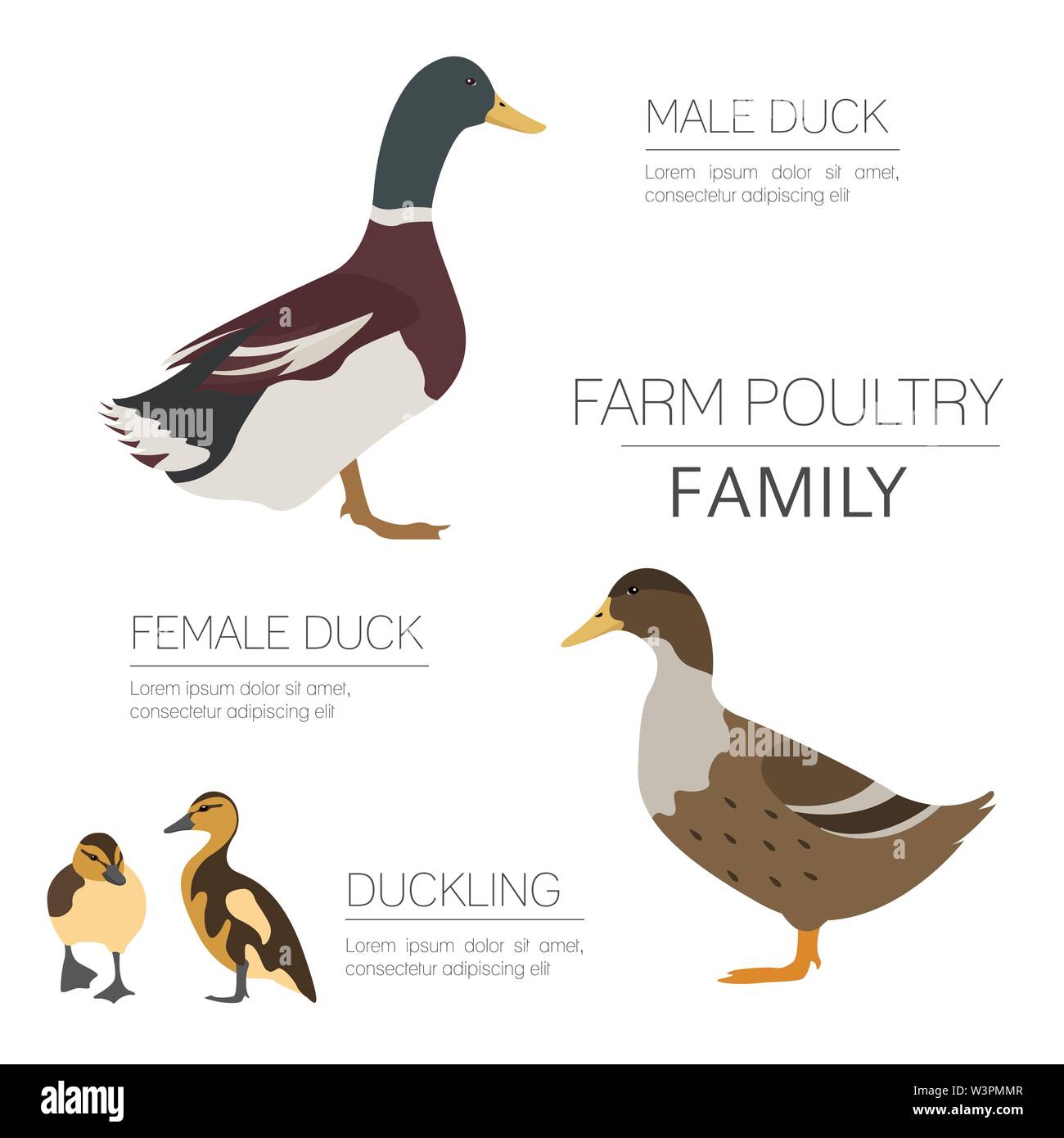 Poultry farming. Duck family isolated on white. Flat design. Vector ...