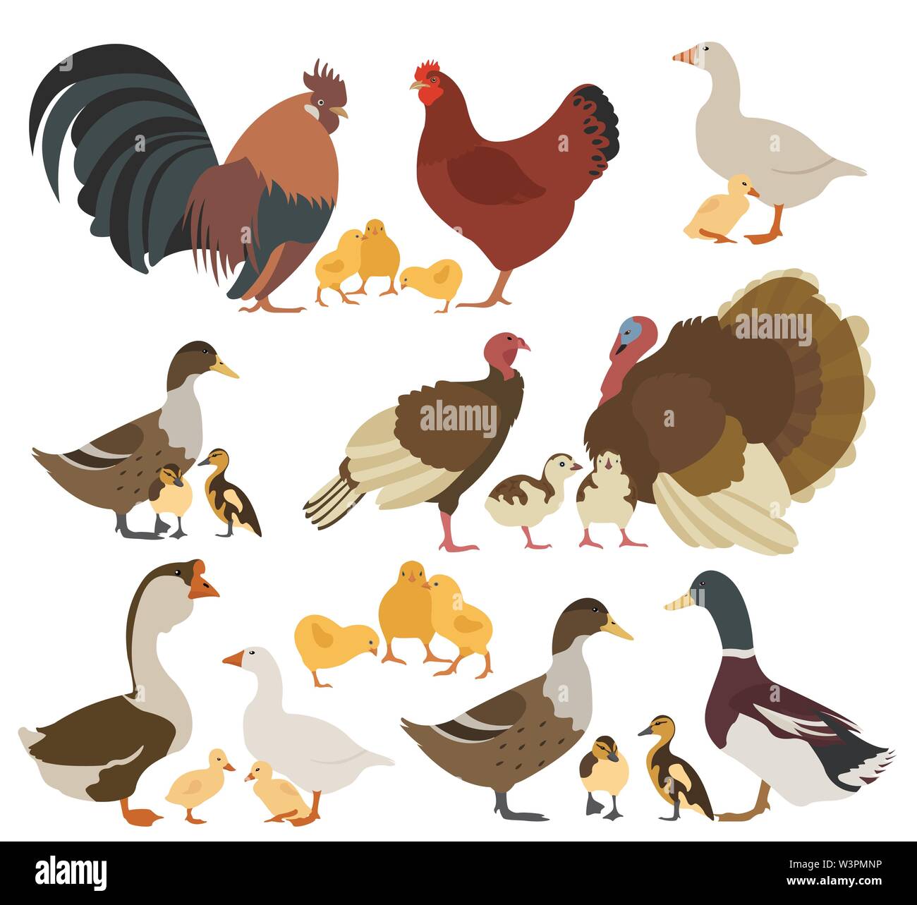 Poultry farming. Chicken, turkey, duck, goose family isolated on white. Vector illustration ...