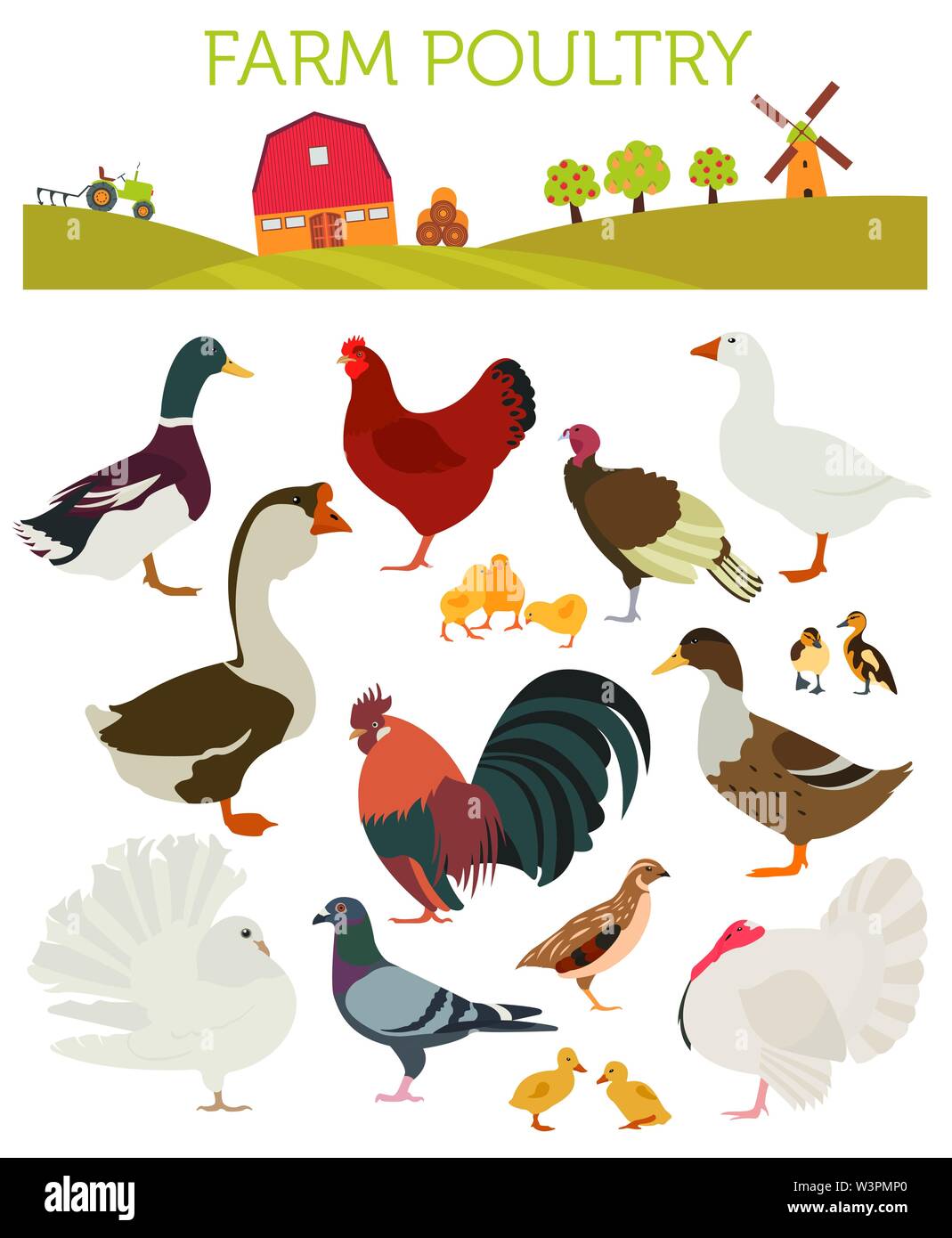 Poultry farming. Chicken, duck, goose, turkey, pigeon, quail icon set isolated on white. Flat ...