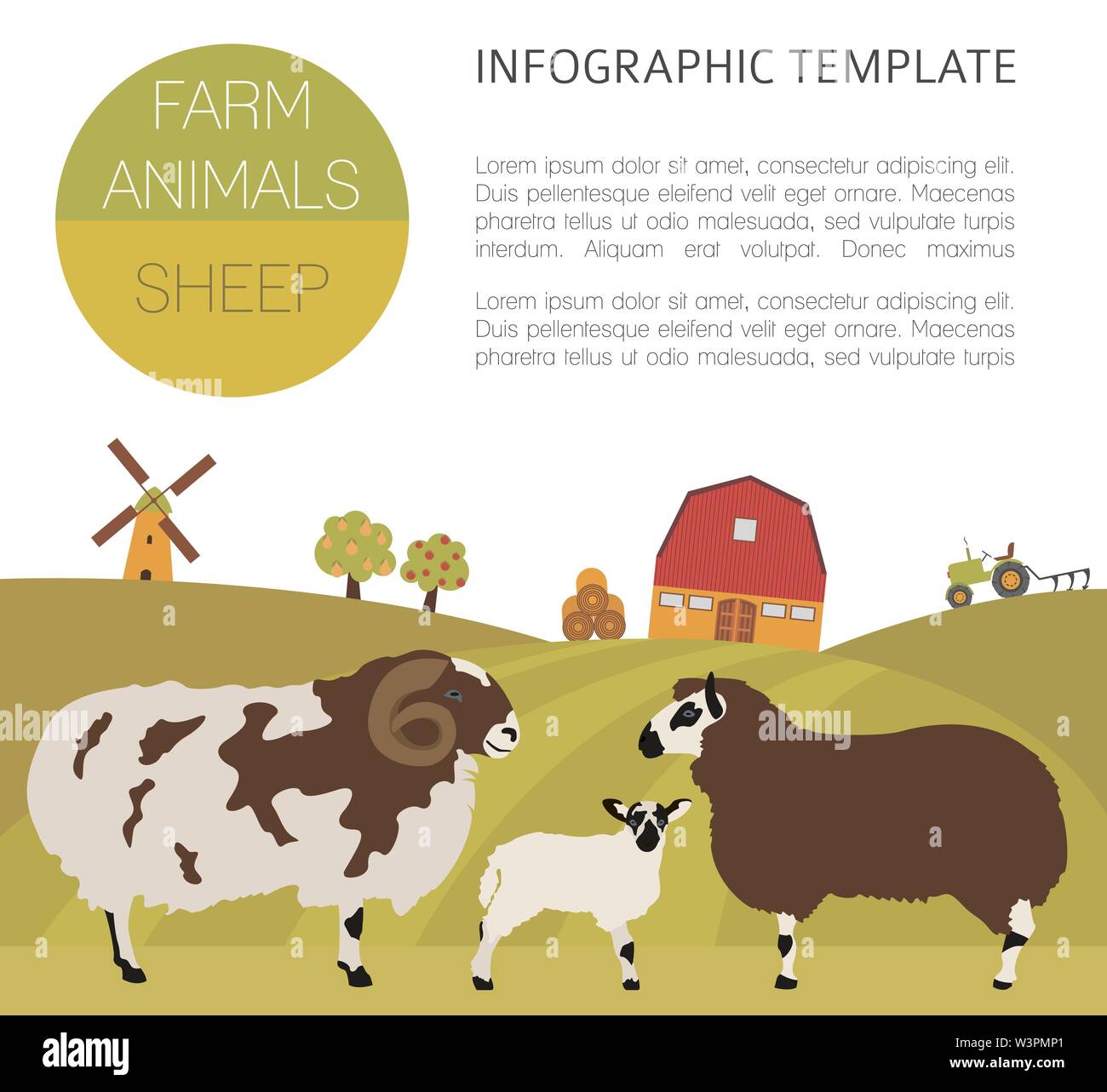 Sheep farming infographic template. Ram, ewe, lamb family. Flat design ...