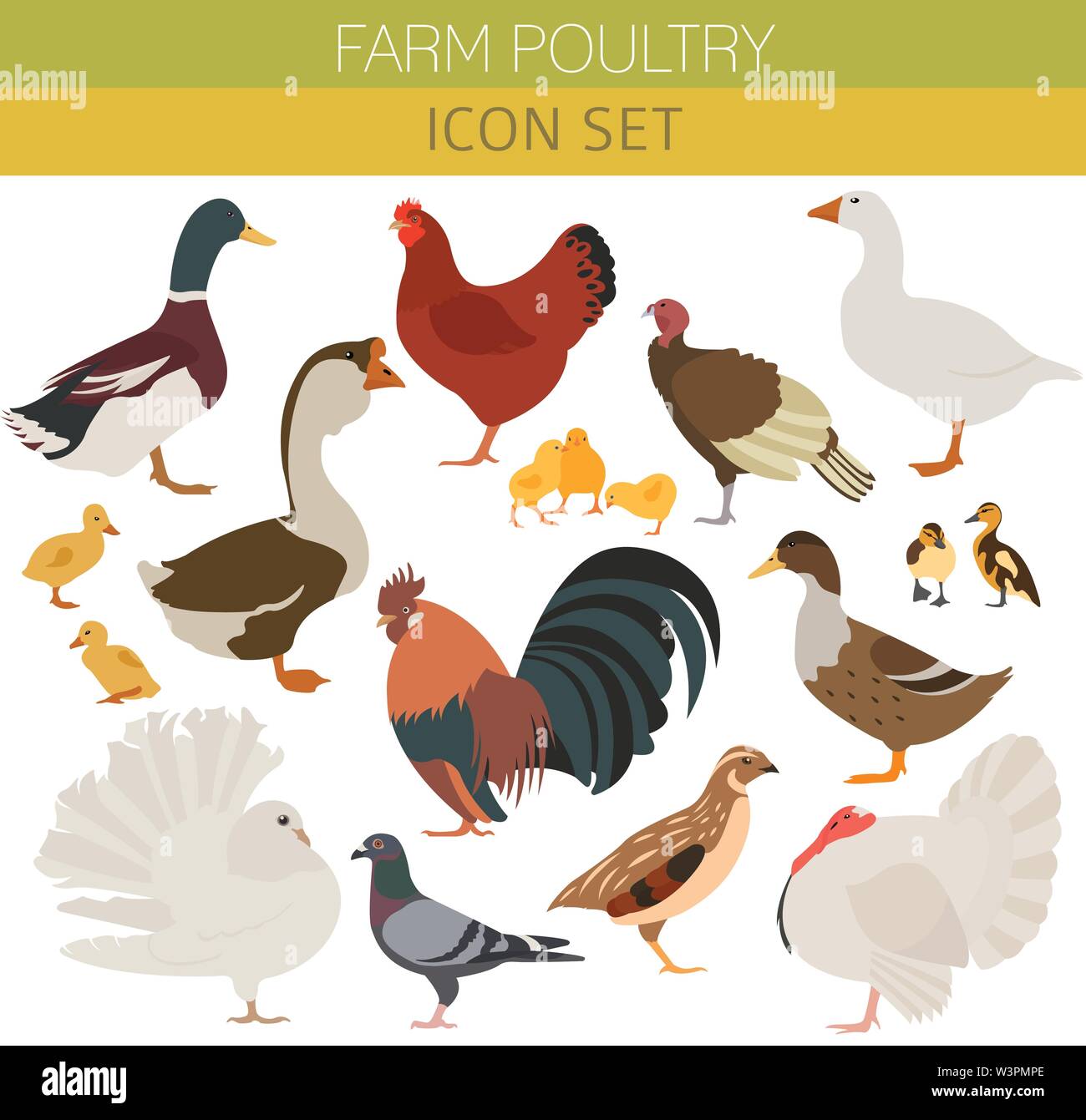 Poultry farming. Chicken, duck, goose, turkey, pigeon, quail icon set isolated on white. Flat ...
