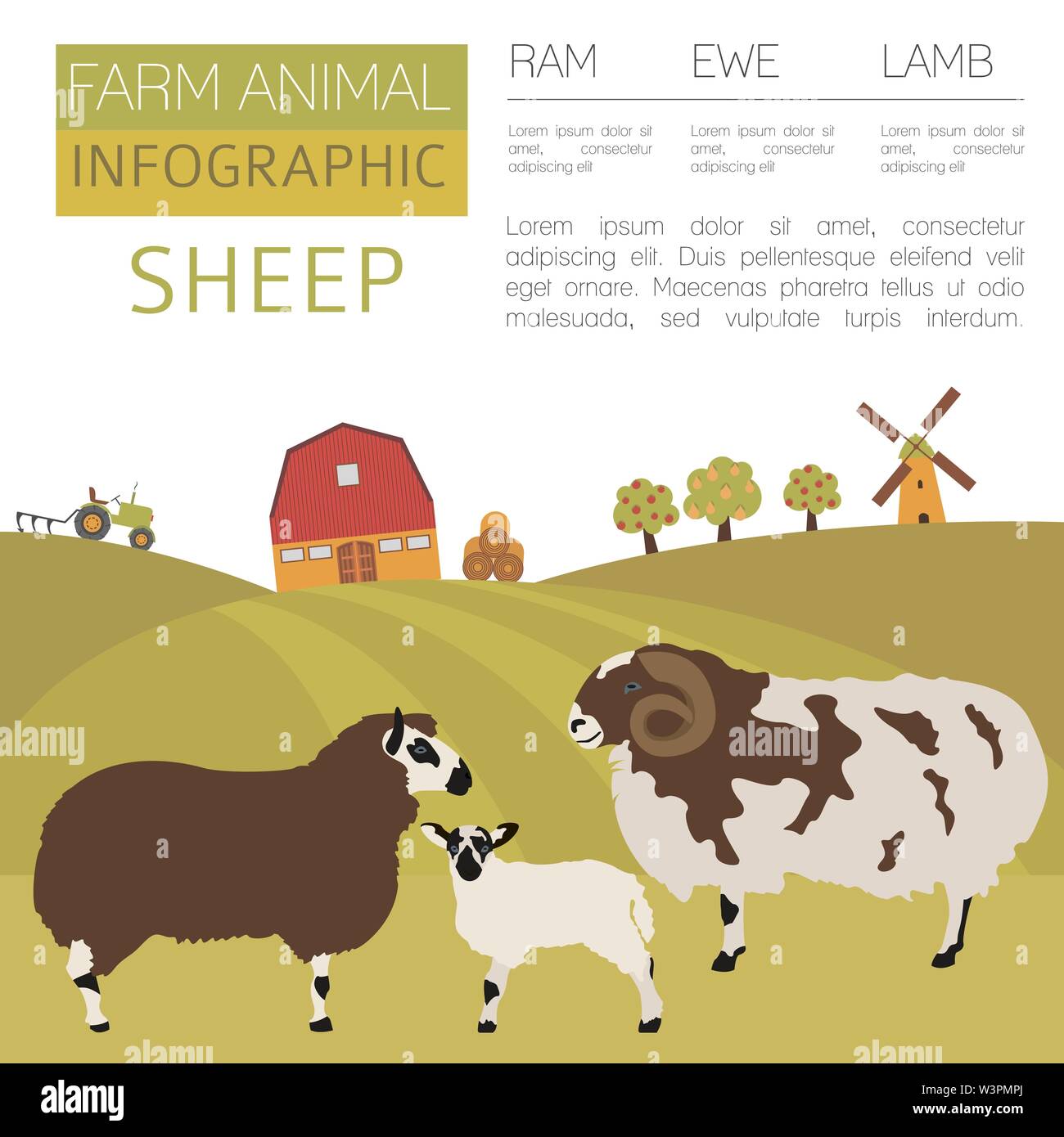 Sheep farming infographic template. Ram, ewe, lamb family. Flat design ...