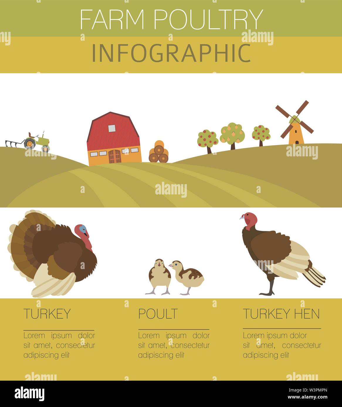 Poultry farming. Turkey family isolated on white. Flat design. Vector ...