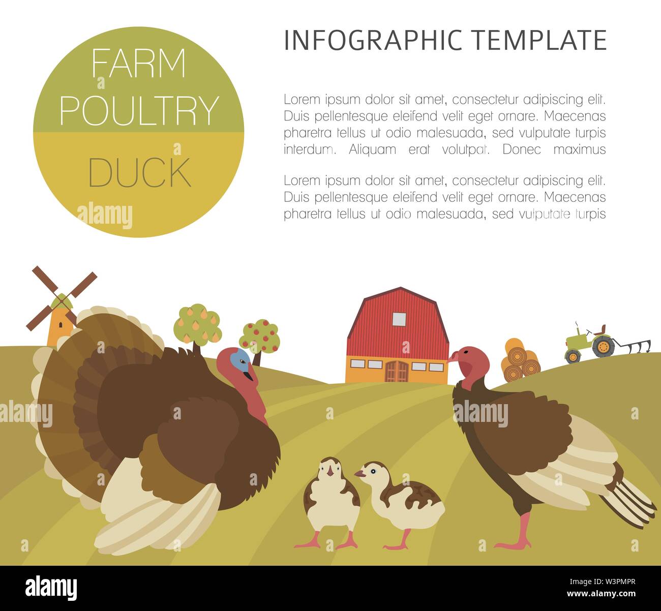 Poultry farming. Turkey family isolated on white. Flat design. Vector ...