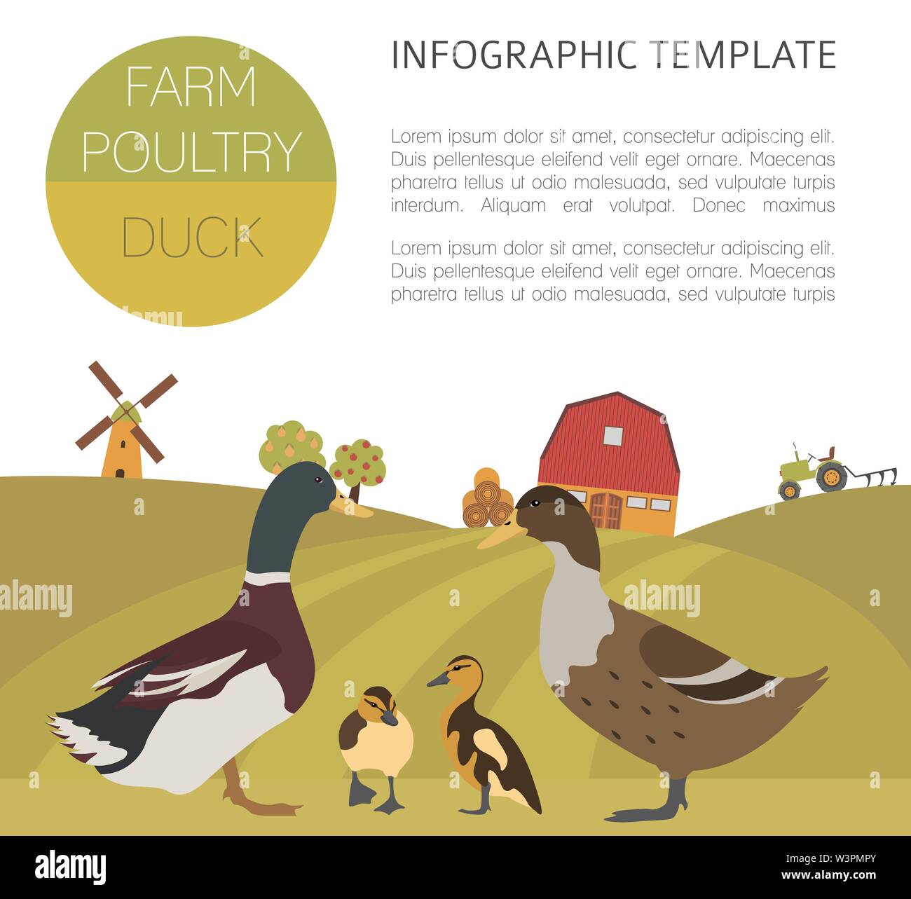 Poultry farming. Duck family isolated on white. Flat design. Vector ...