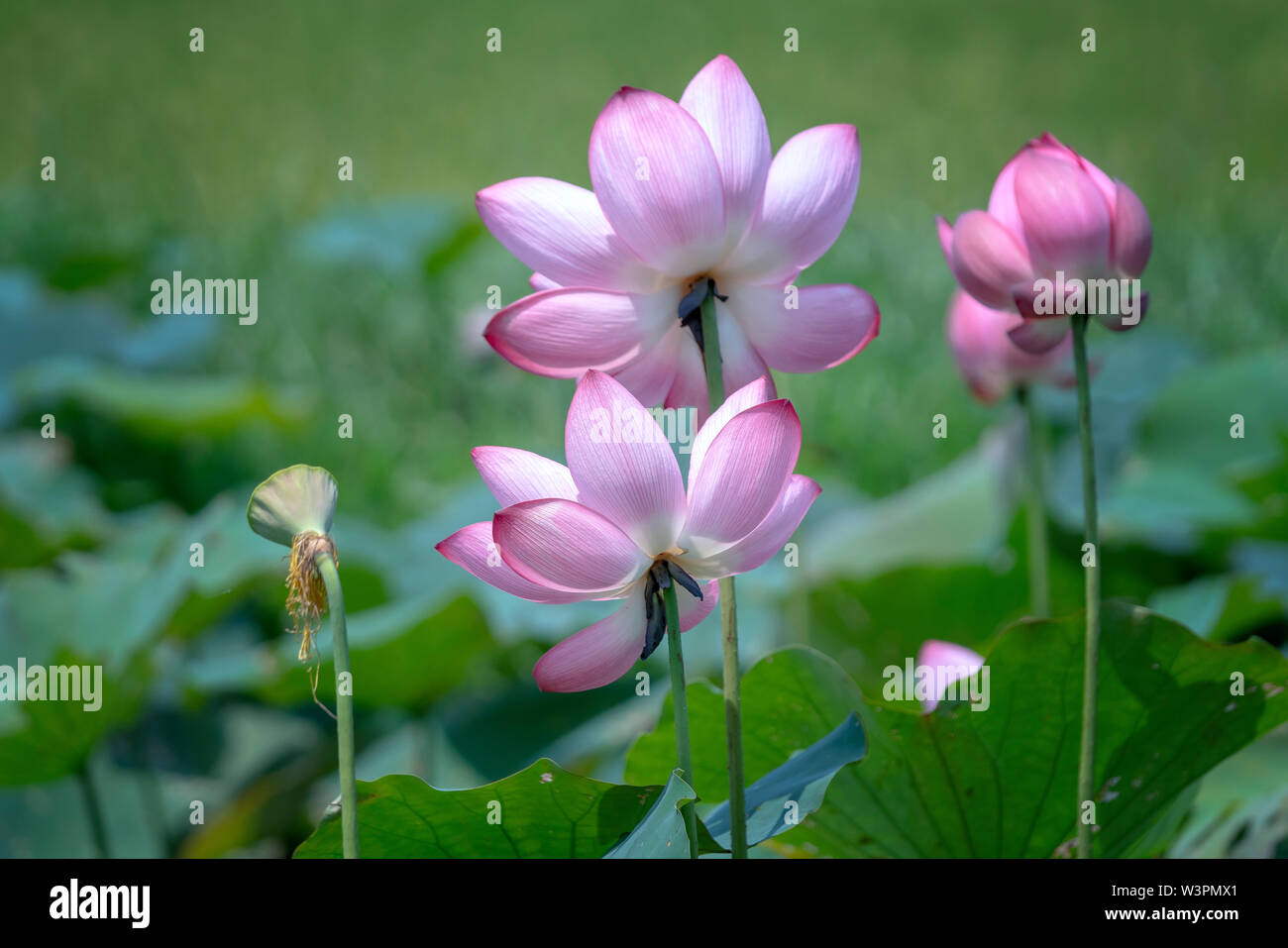 The wind in the lotus hi-res stock photography and images - Alamy