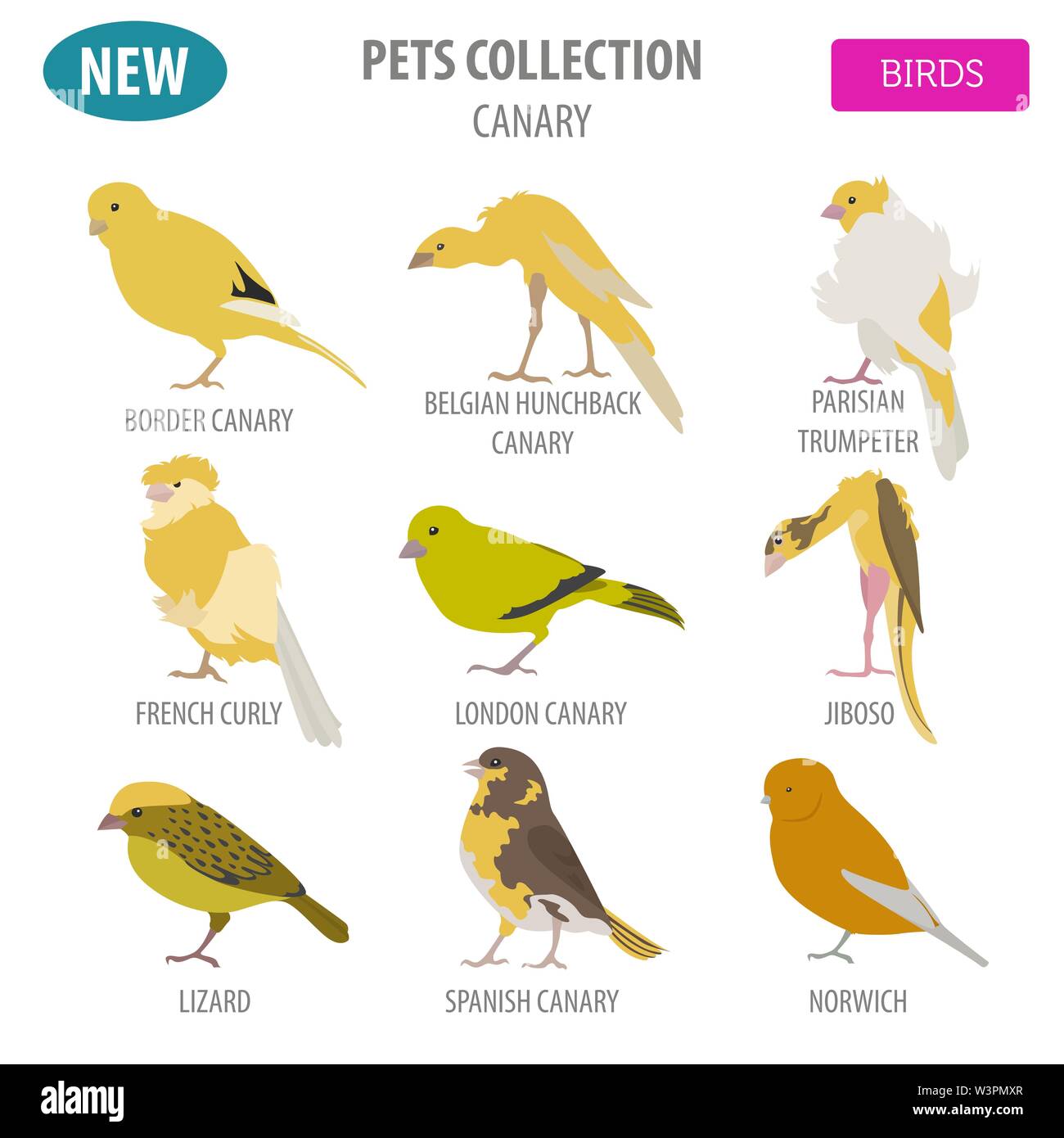 Canary breeds icon set flat style isolated on white. Pet birds ...