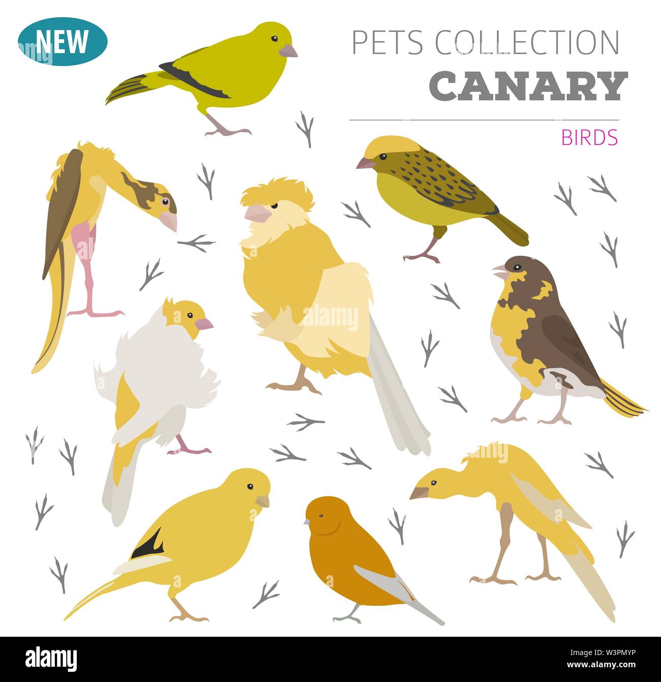 Canary breeds icon set flat style isolated on white. Pet birds ...