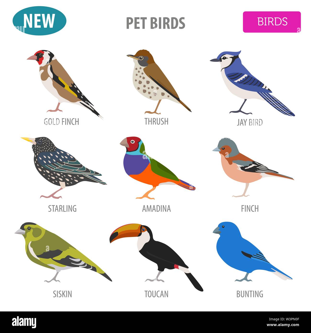 Pet birds collection, breeds icon set flat style isolated on white ...