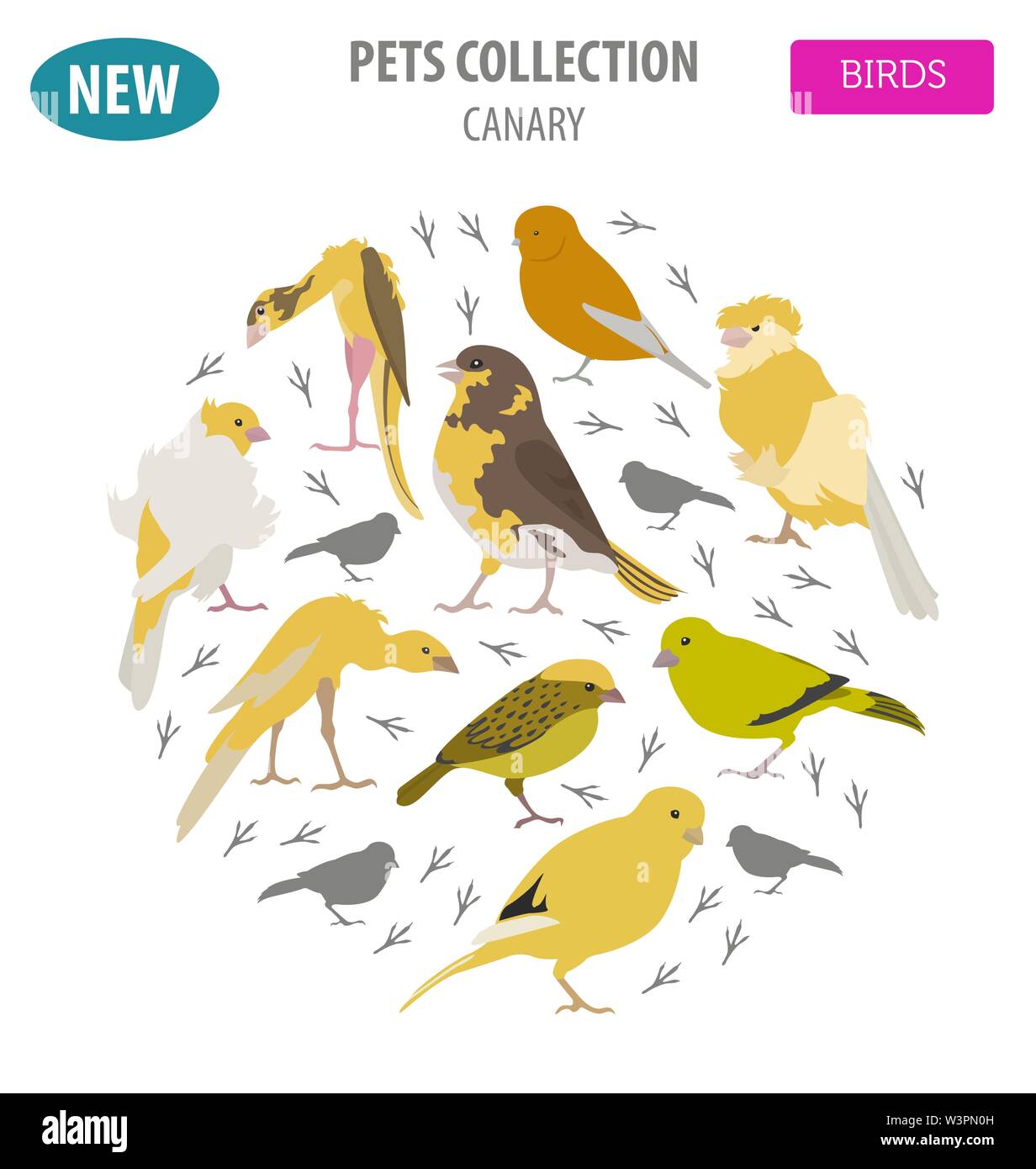 Canary breeds icon set flat style isolated on white. Pet birds ...
