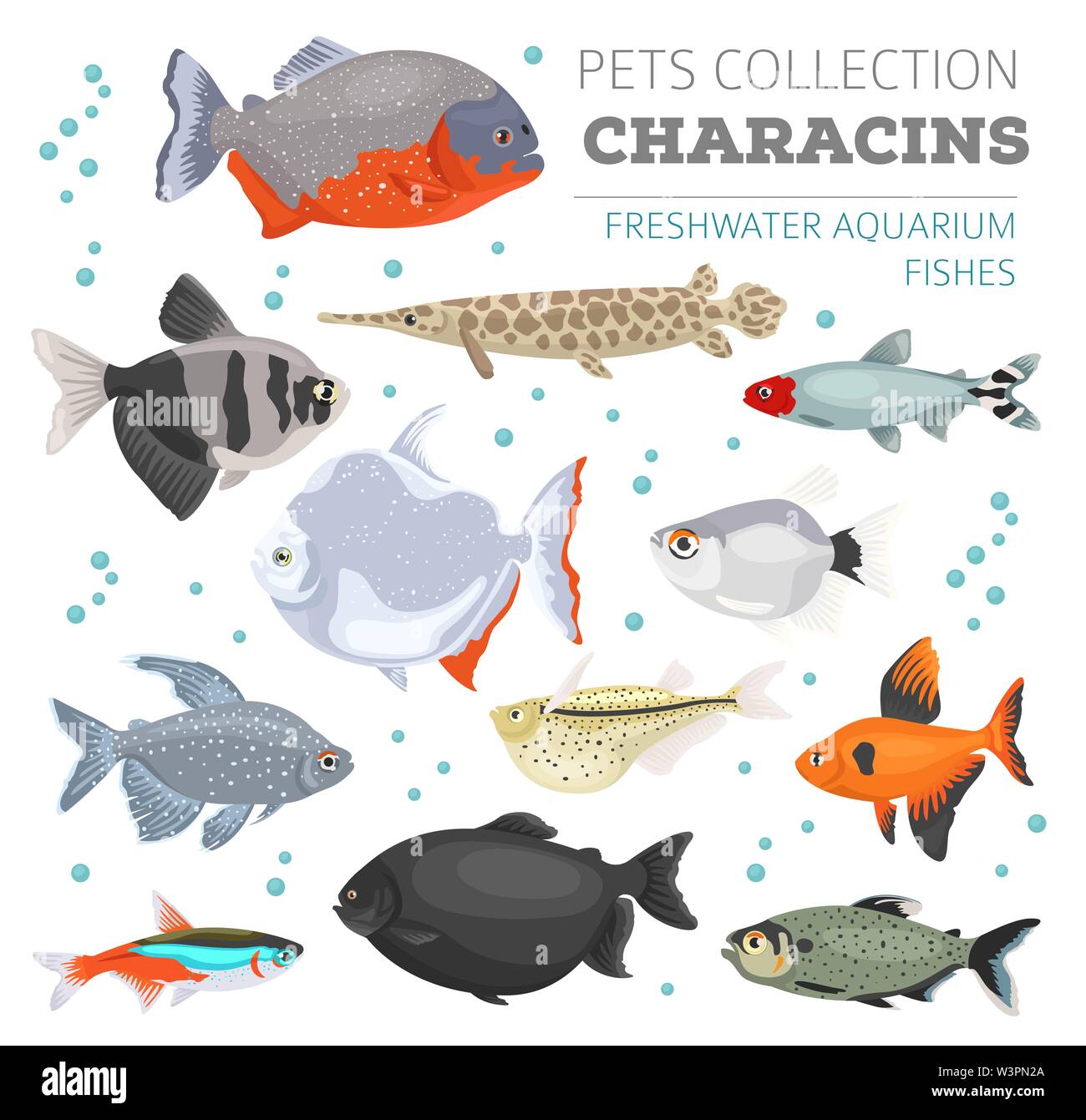 Freshwater Aquarium Fish With Names