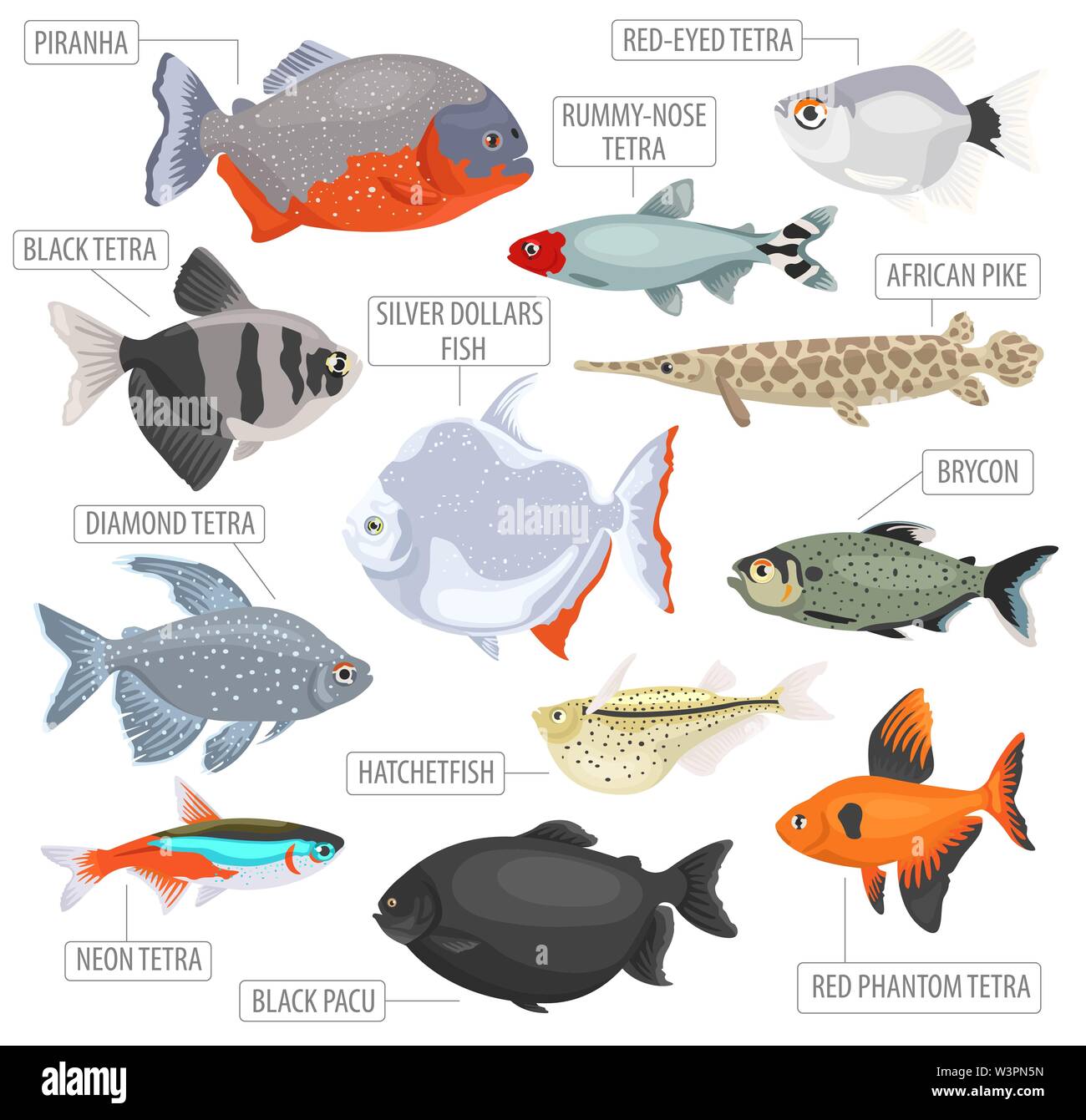 Freshwater Aquarium Fish List