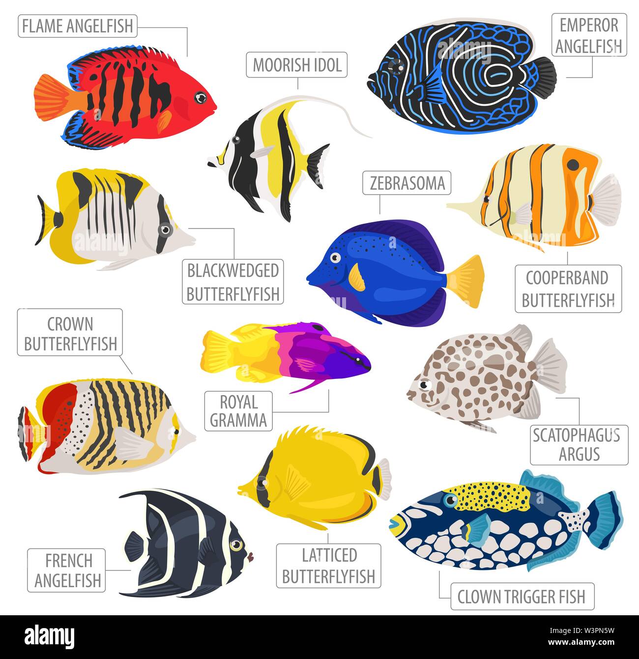 Freshwater aquarium fish breeds icon set flat style isolated on white ...